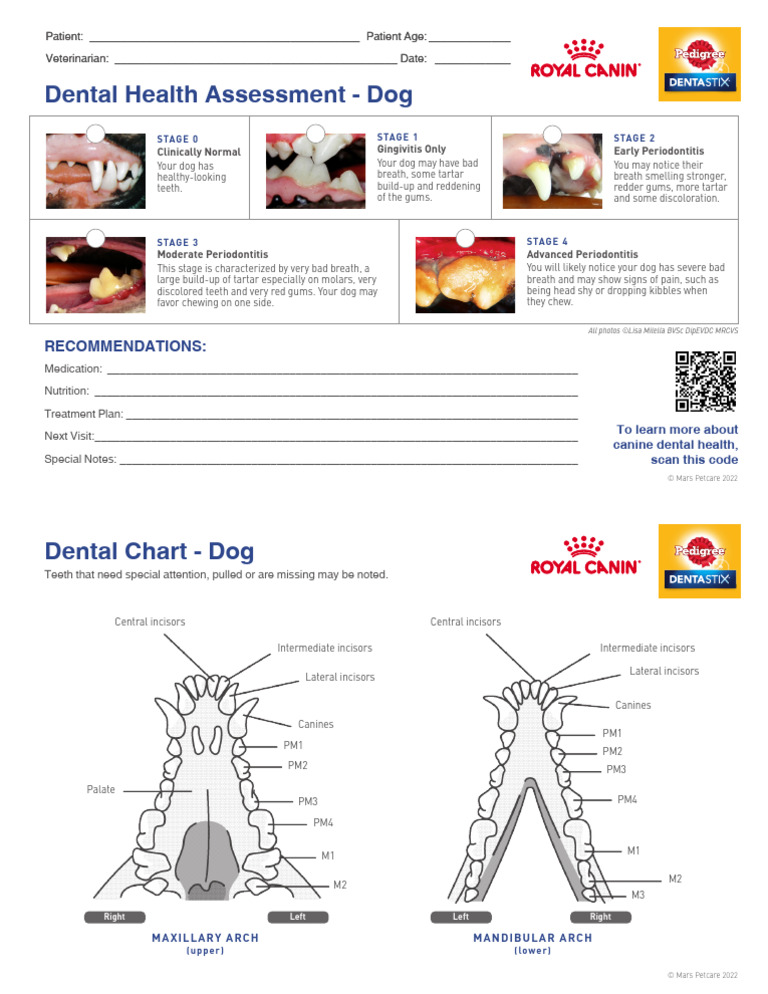 Dog Dental Health Assessment Chart | PDF | Tooth | Dentistry Branches