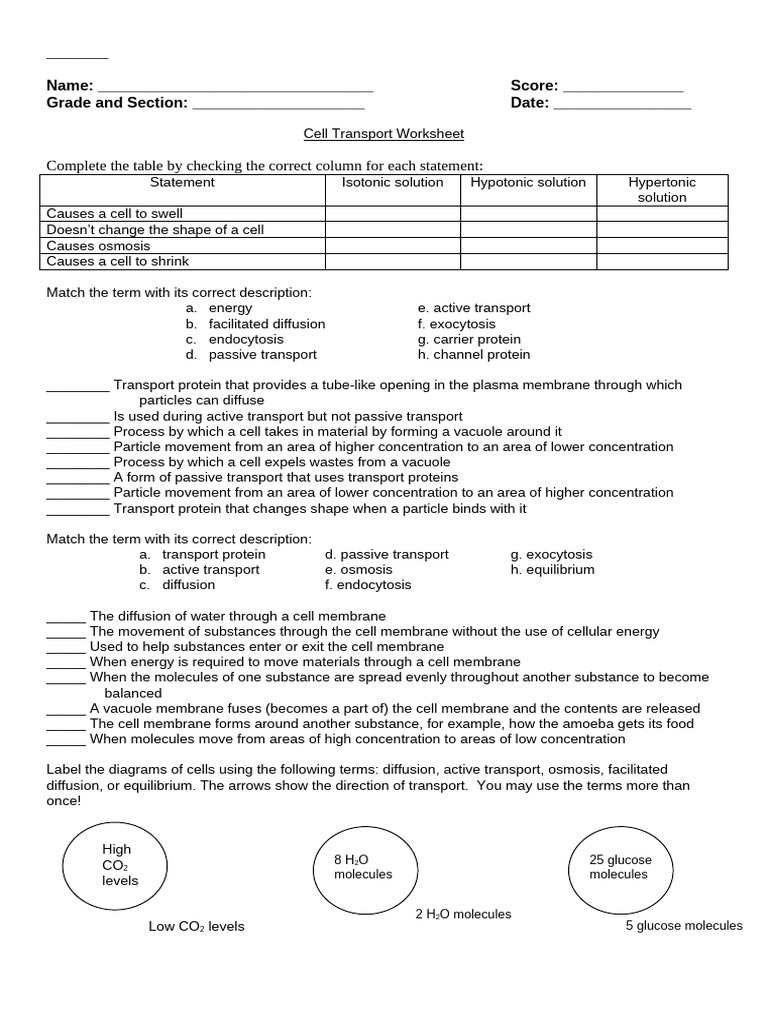 Cell Transport Worksheets 4 | PDF | Osmosis | Biophysics
