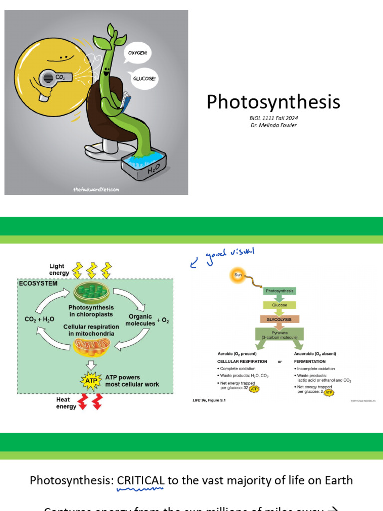10+BIOL+1111+Photosynthesis+ Post | PDF | Photosynthesis | Chloroplast