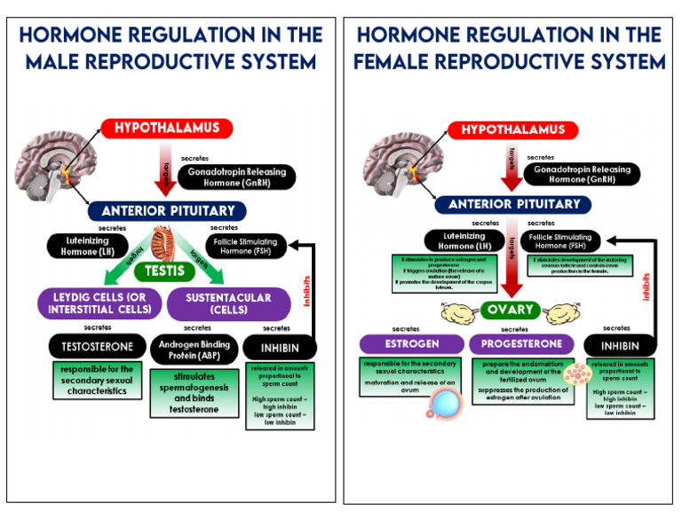 Hormone Regulation in Reproductive Systems | PDF
