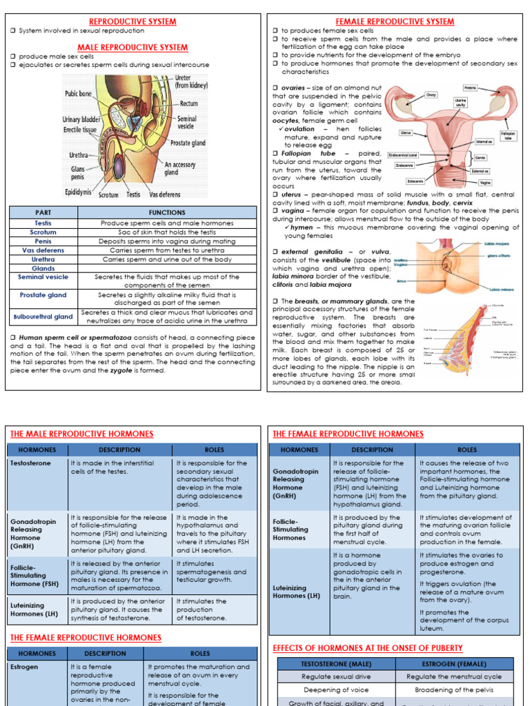 Hormones of Male and Female Reproductive Systems 2 | PDF | Luteinizing Hormone | Menstrual Cycle
