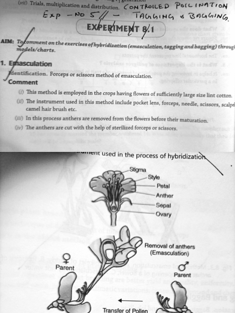 Controlled Pollination - Tagging and Bagging (1) | PDF