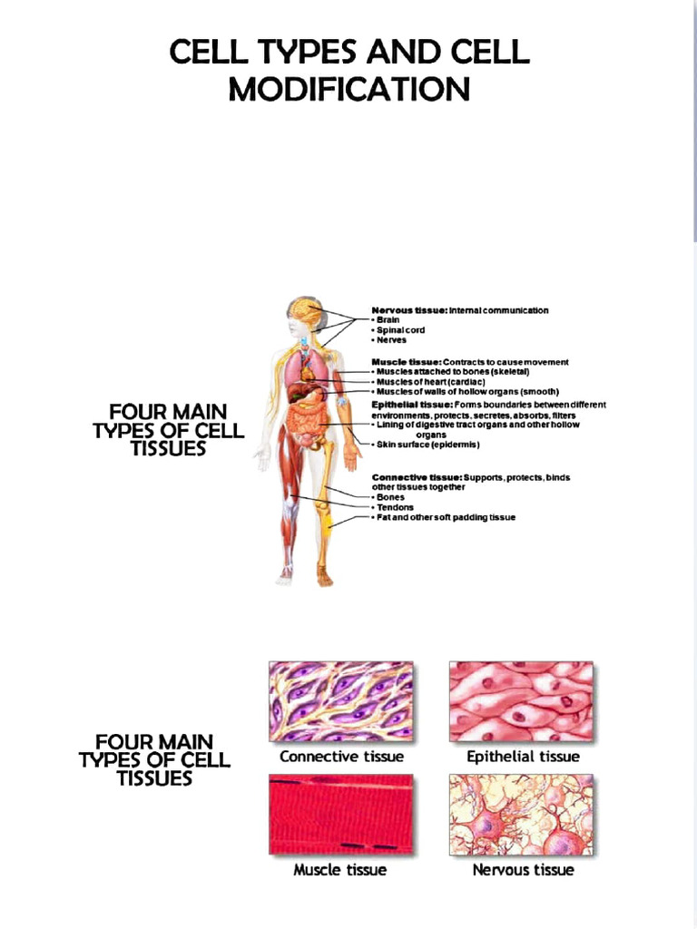 Cell Types and Cell Modification | PDF | Epithelium | Neuron