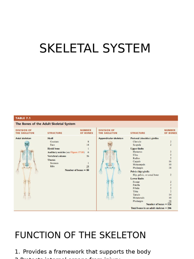 SKELETAL SYSTEM | PDF