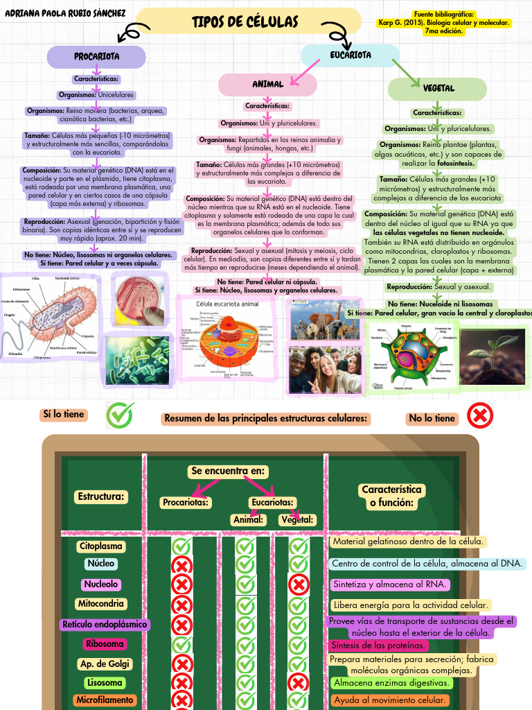Célula procariota y eucariota.pdf | PDF | Biología Celular) | Eucariotas