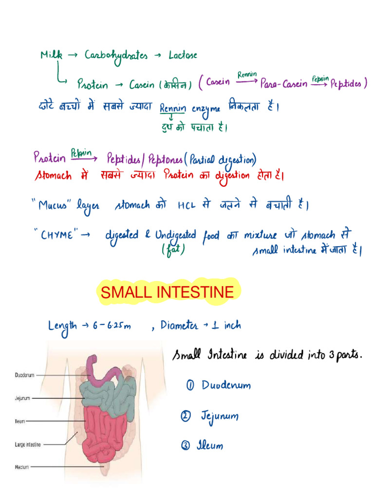 Digestive System Part - 2 | PDF