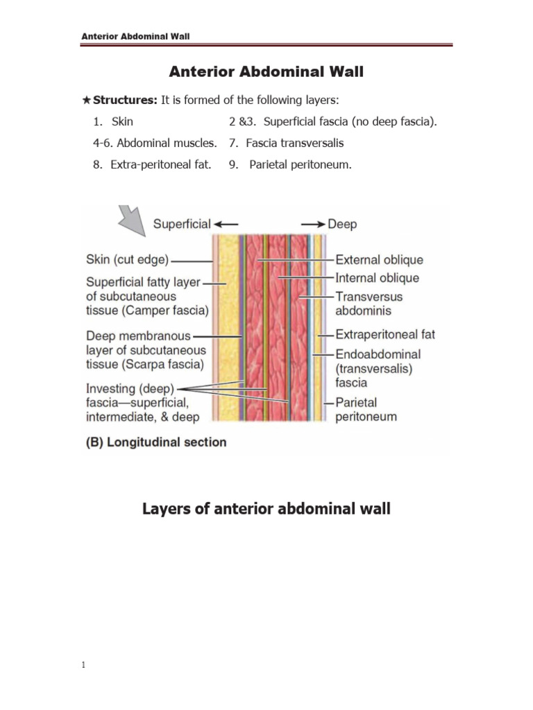 DR - Wahdan GIT Book | PDF | Abdomen | Vein