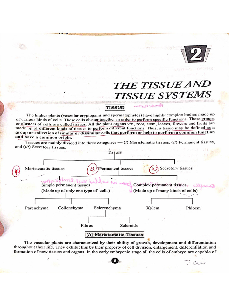 Tissue and Tissue Systems | PDF