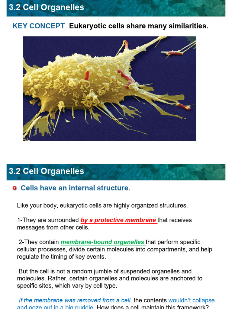 3.2 Cell Organelles (73 79) Summary | PDF | Cell (Biology ...