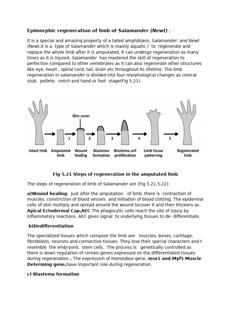 Epimorphic Regeneration of Limb of Salamander | PDF | Regeneration ...