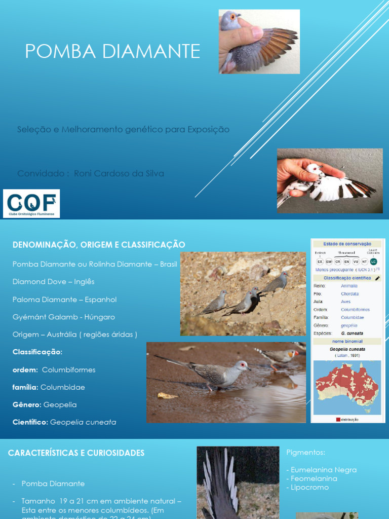 Pomba Diamante Roni Cof Ago 2023 | PDF | Columbidae | Dominância (genética)