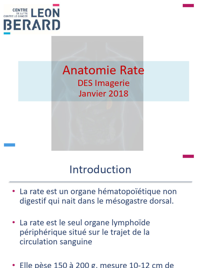 Anatomie et Vascularisation de la Rate | PDF | Rate | Péritoine
