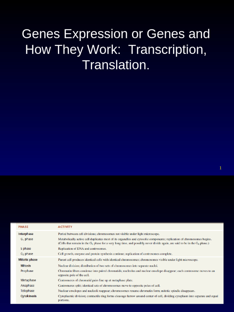 Gene Expression Transcription and Translation | PDF