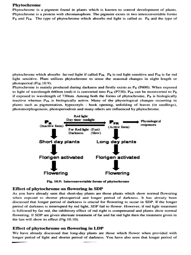 Role of Phytochrome in Flowering | PDF | Plants | Plant Physiology