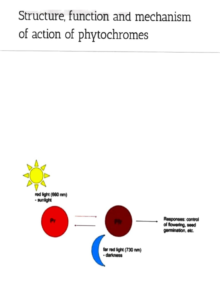 Structure Function And Mode Of Action Of Phytochrome Pdf Proteins Biotechnology