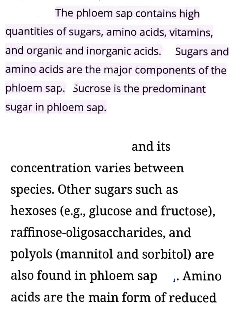 Phloem Sap Composition and Sugars | PDF