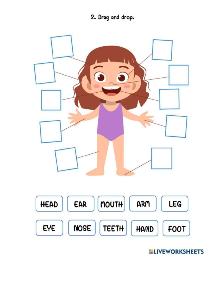Body Parts | PDF
