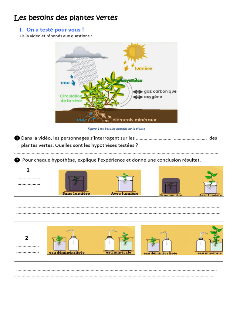Besoins des plantes vertes expliqués | PDF