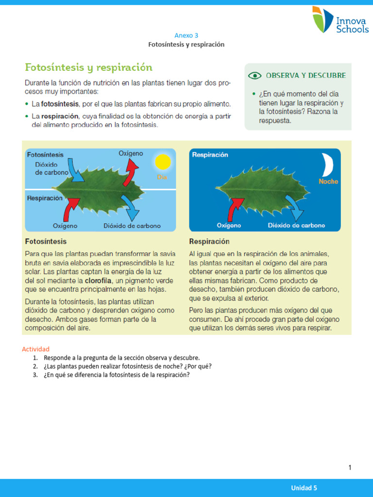 Fotosíntesis vs Respiración: Actividad | PDF
