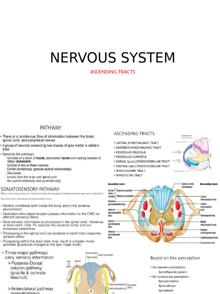 ascending tracts | PDF