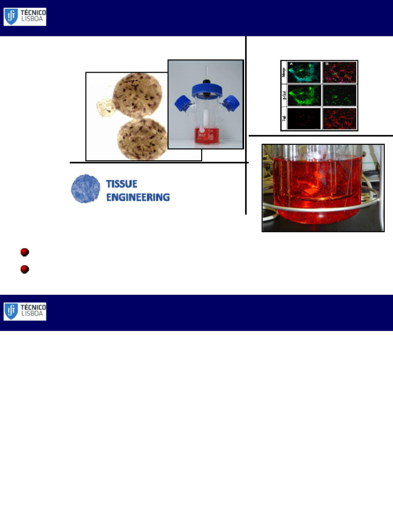 Class Bioprocessing&ReactorsSC 16&19dec | PDF | Hematopoietic Stem Cell | Stem Cell