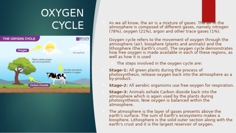 Oxygen Cycle | PDF