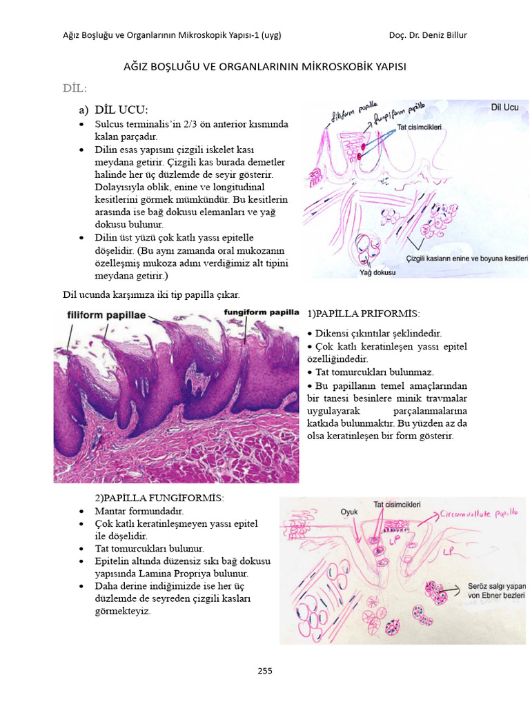 Histo 1 Ağız | PDF