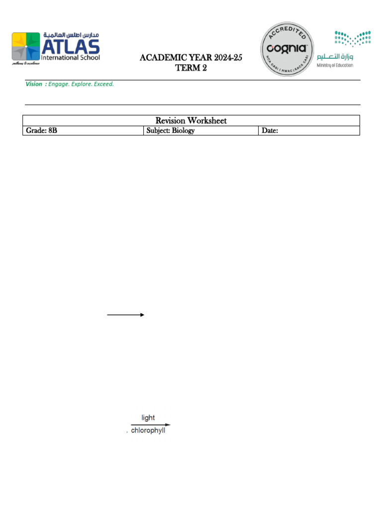 Grade 8 Biology Revision Worksheet | PDF | Enzyme | Photosynthesis