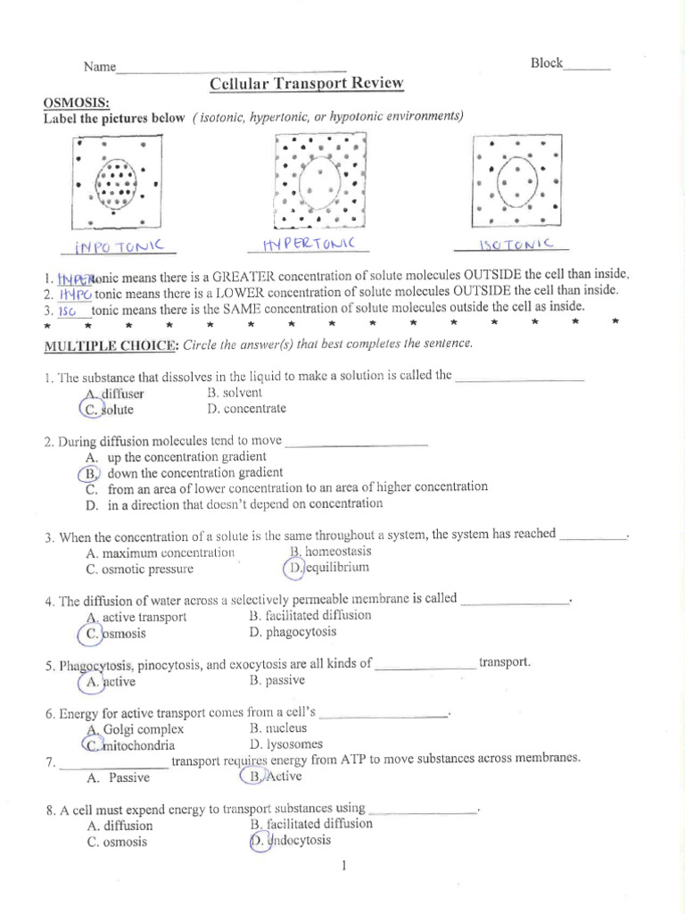Cell Transport Review- Answers | PDF