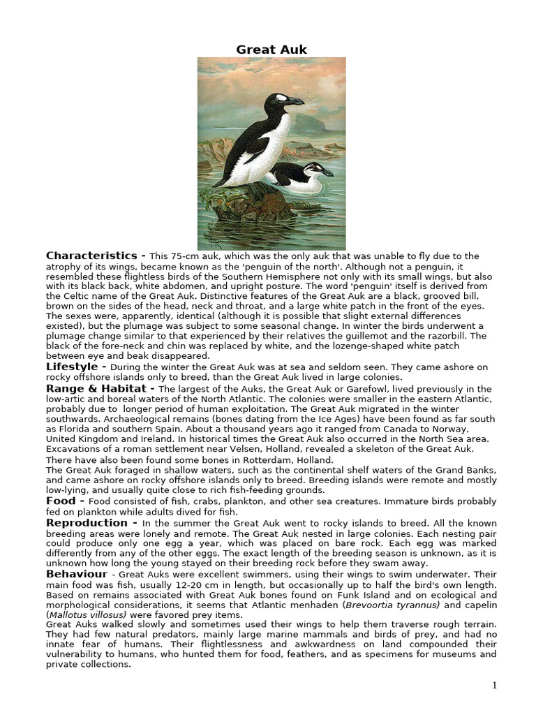 Great Auk: Characteristics and Extinction | PDF | Birds | Ornithology