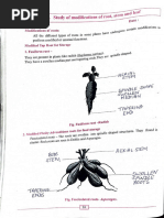Herbarium Format Project | PDF | Botany | Plants