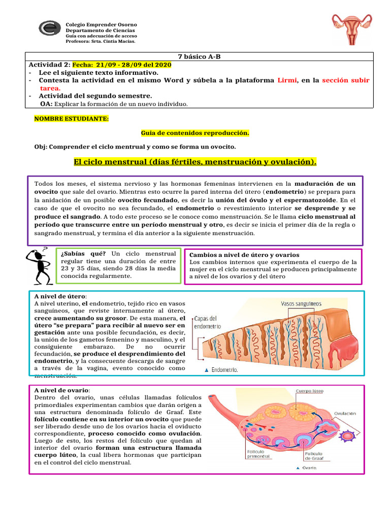 guia ciencias naturales 7 basico ciclo menstrual | PDF | Ciclo menstrual | Ovario