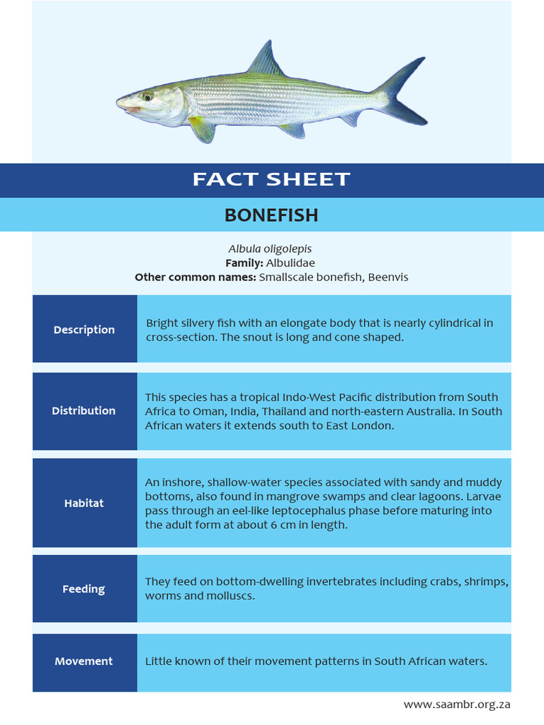ORI Fish Fact Sheet Bonefish FINAL | PDF | Spawn (Biology) | Coast