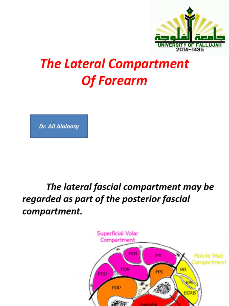 10 The Lateral Compartment Of Forearm(1) | PDF