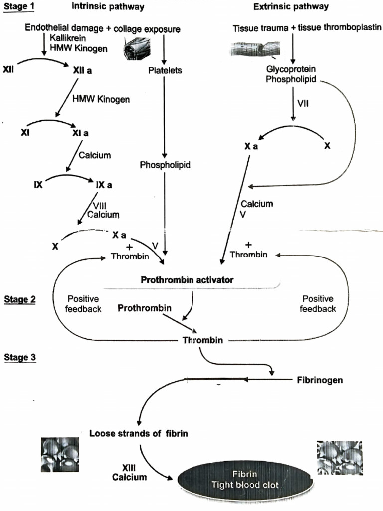 Blood Flow Chart | PDF | Tissue (Biology) | Proteins