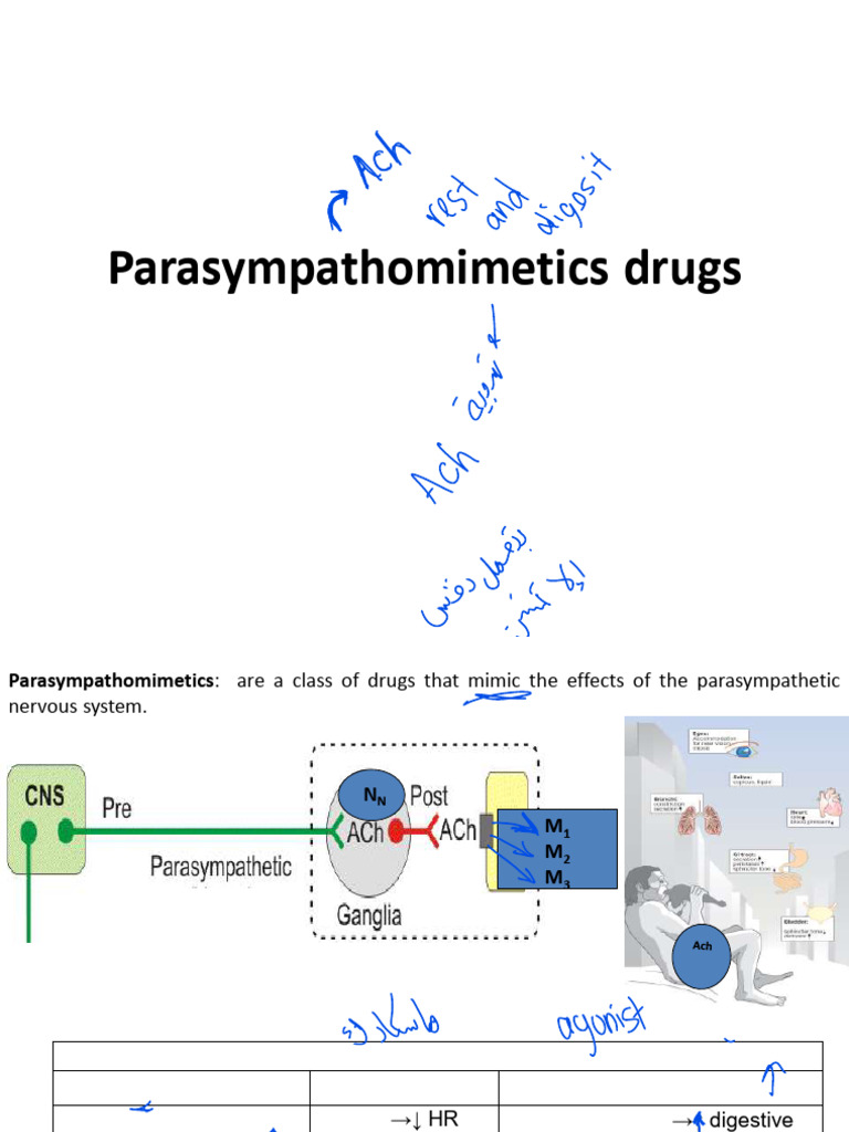 Parasympathomimetics drugs lec 6 | PDF | Acetylcholine | Drugs Acting On The Nervous System