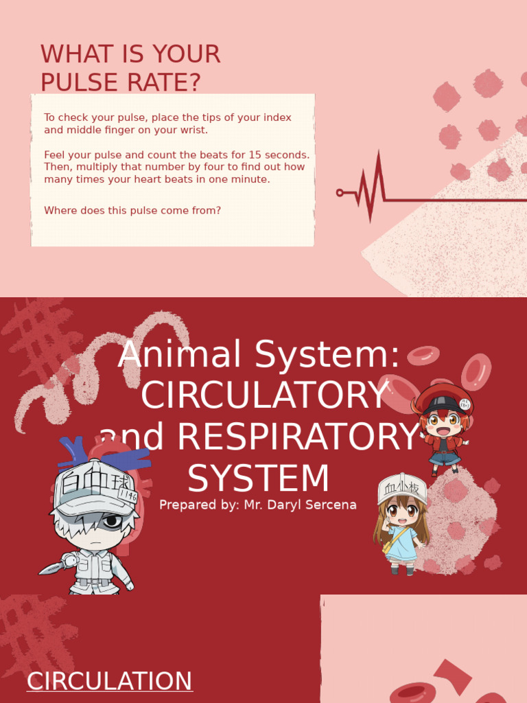 Circulatory and Respiratory System | PDF | Blood | Heart