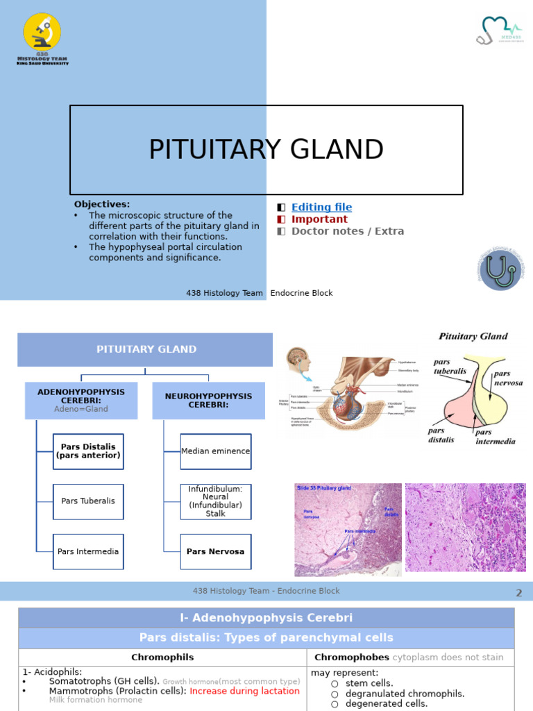1 Pituitary Gland Pdf Pituitary Gland Endocrine System