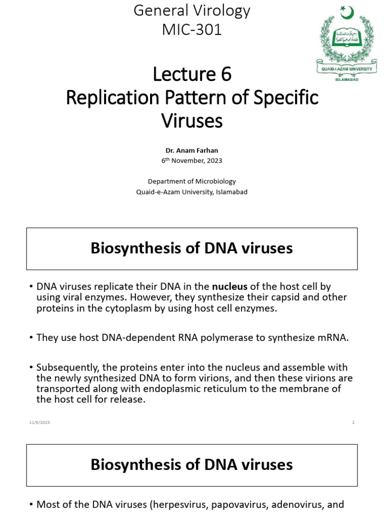 Lecture 6 - Replication Pattern of Specific Viruses | PDF | Virus | Sense (Molecular Biology)