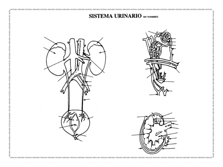 Sistema Urinario Sin Nombres Pdf