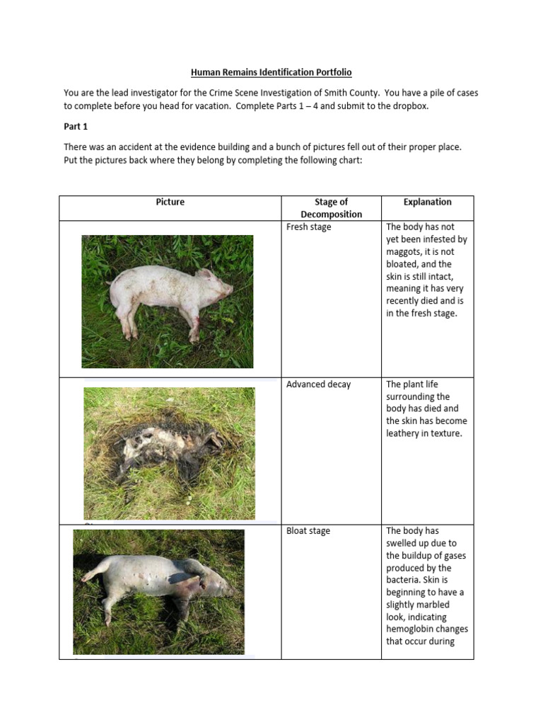 HColeman HumanRemainsIdentificationPortfolio.pdf | PDF | Decomposition ...