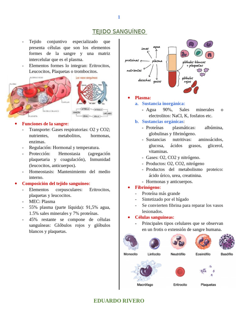 tejido-sanguineo-histologia | PDF | Sangre | Glóbulo rojo