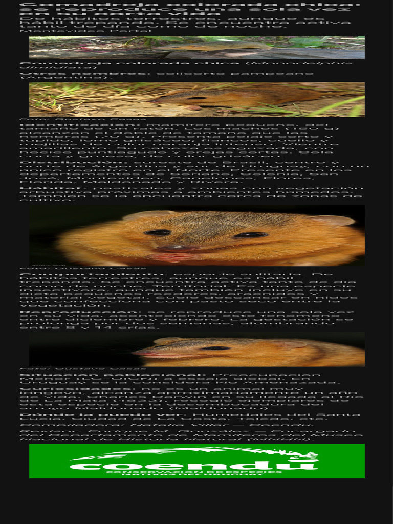 Comadreja Colorada Chica Se Reproduce Una Sola Vez en Su Corta Vida | PDF