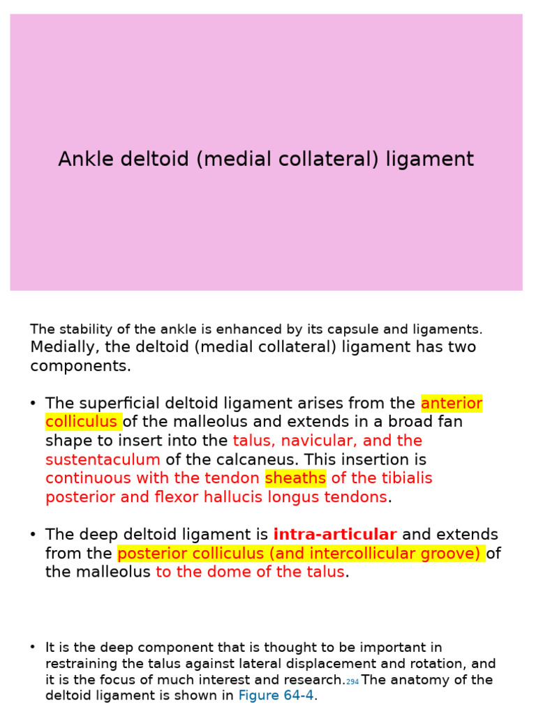 Ankle Deltoid (Medial Collateral) Ligament | PDF