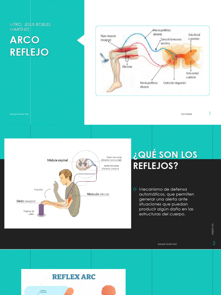 Arco Reflejo | PDF | Neurofisiología | Sistema nervioso