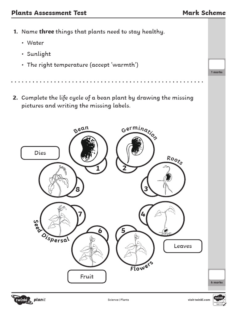 Plants Assessment Answers Pdf Seed Plants