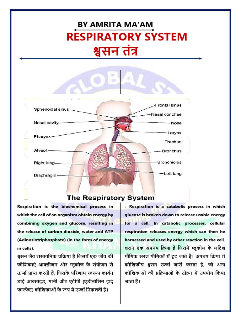 respiratory-system-printable-pdf | PDF