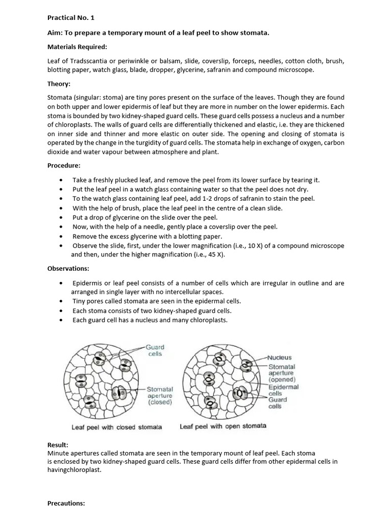 Class 10 Biology Practicals | PDF | Stoma | Seedling