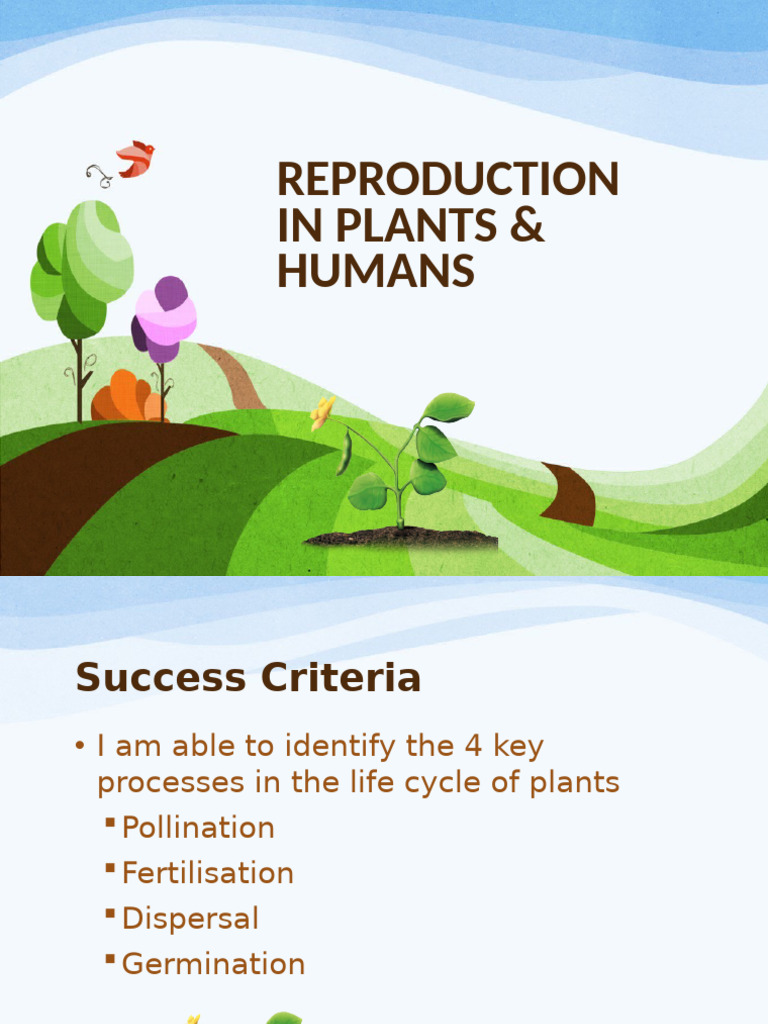 Plant and Human Reproduction Overview | PDF | Flowers | Pollination