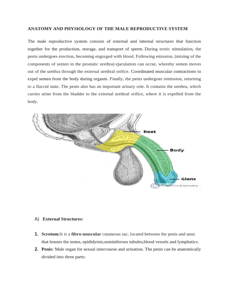 ANATOMY AND PHYSIOLOGY OF THE MALE REPRODUCTIVE SYSTEM | PDF | Testicle ...